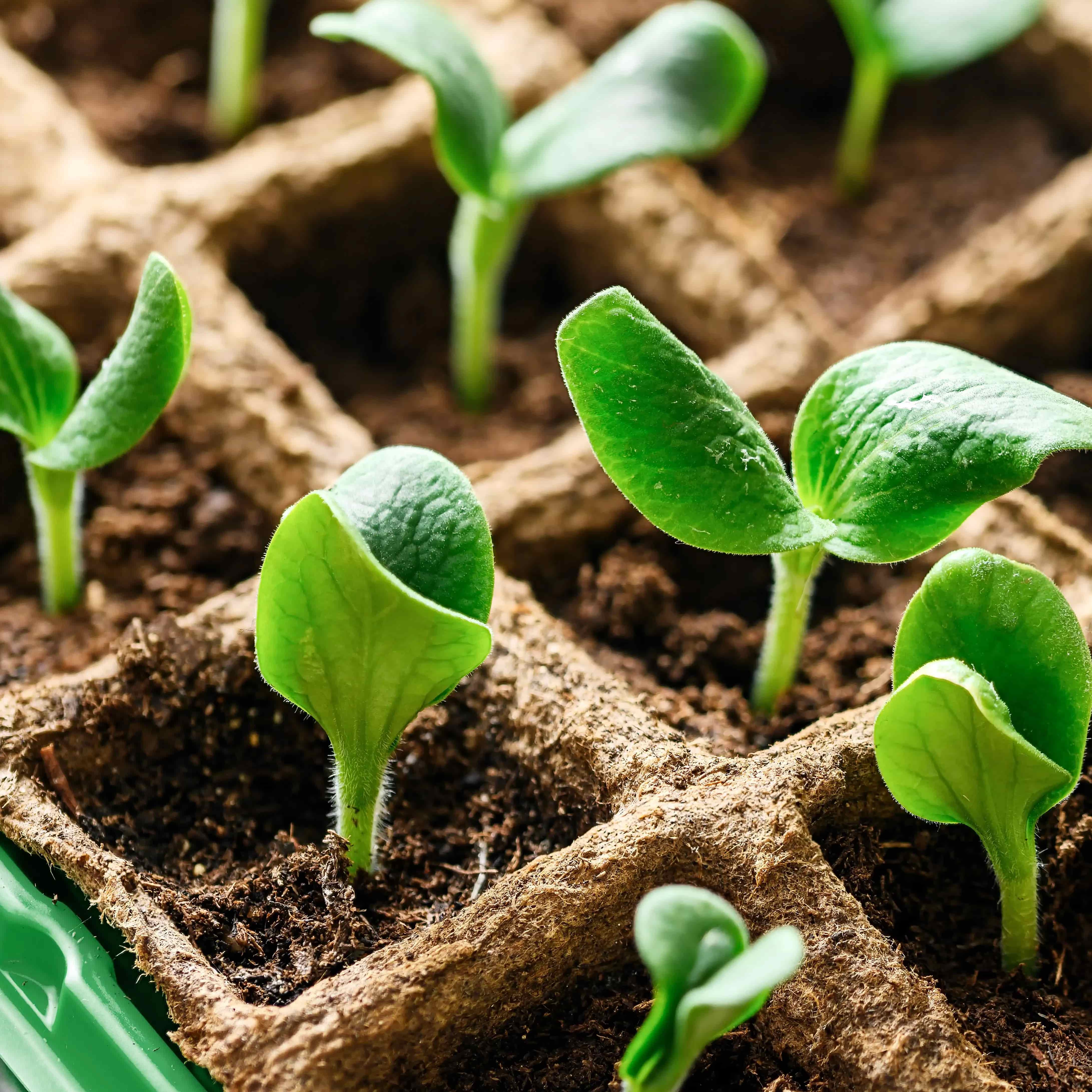 Online garden seeds | Seeds4garden.com